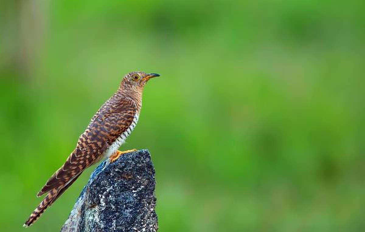 Common Cuckoo
