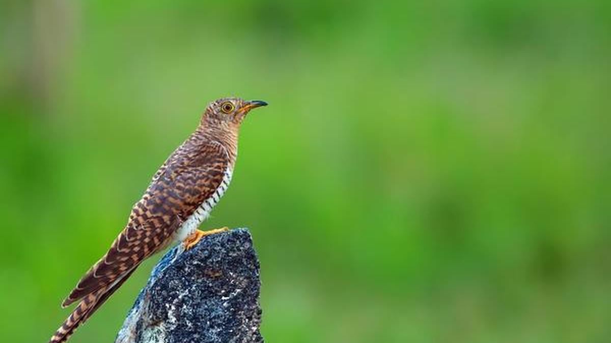 Common cuckoos, found in Europe and Asia, spotted in Avinashi - The Hindu