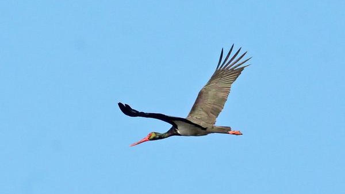 Black storks sighted in the Sigur plateau - The Hindu