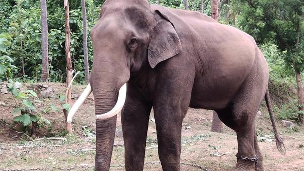 Kumkis keep wild elephant at bay near Aliyar - The Hindu