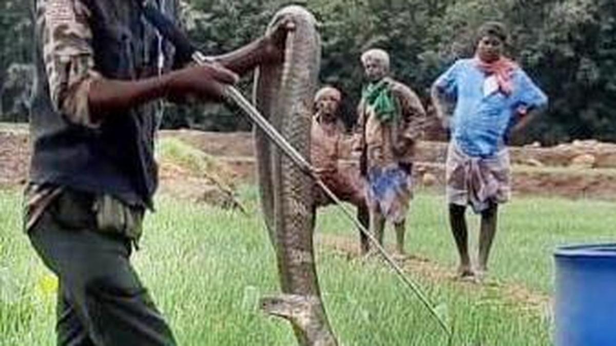 King cobra rescued from Narasipuram - The Hindu