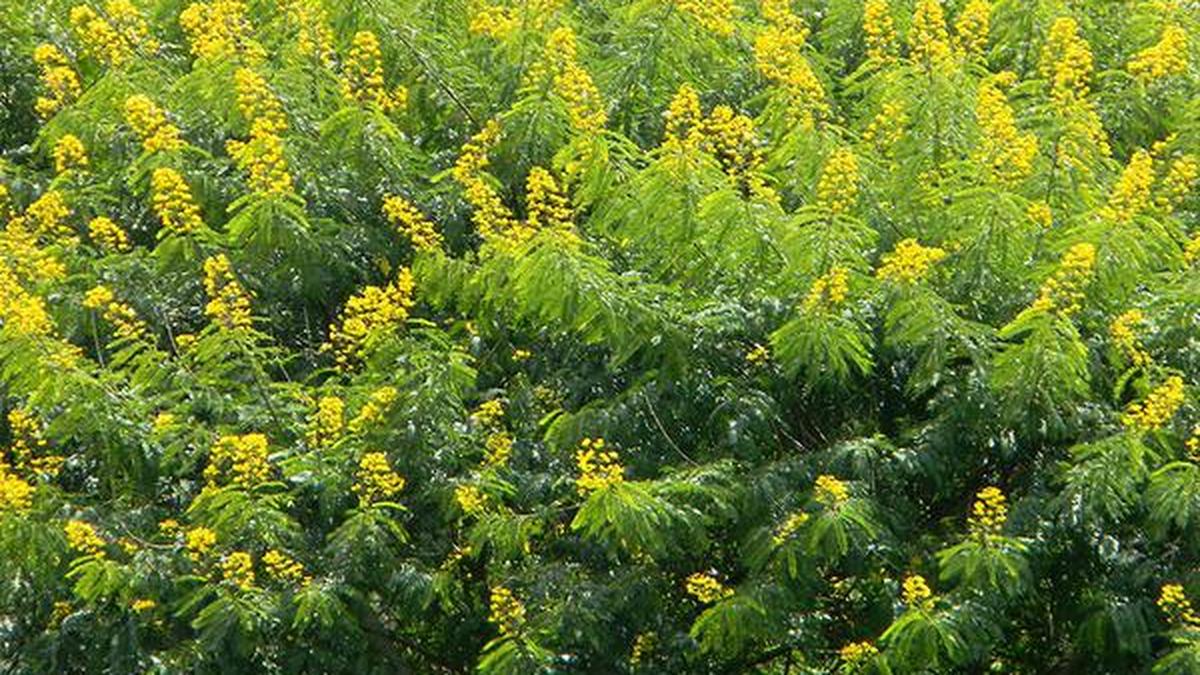 Ornamental tree species relentlessly invades Mudumalai Tiger Reserve ...