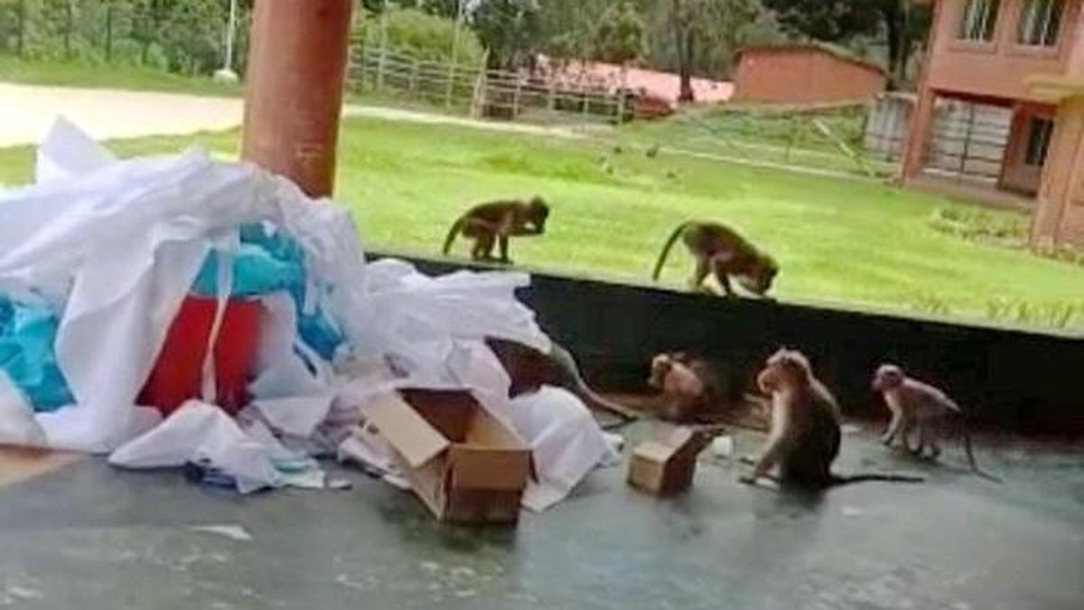 Coronavirus | Videos of monkeys rummaging through used PPE kits go ...