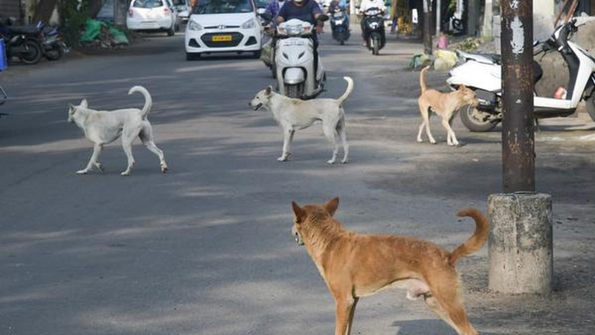 Erode residents demand resumption of animal birth control programme ...