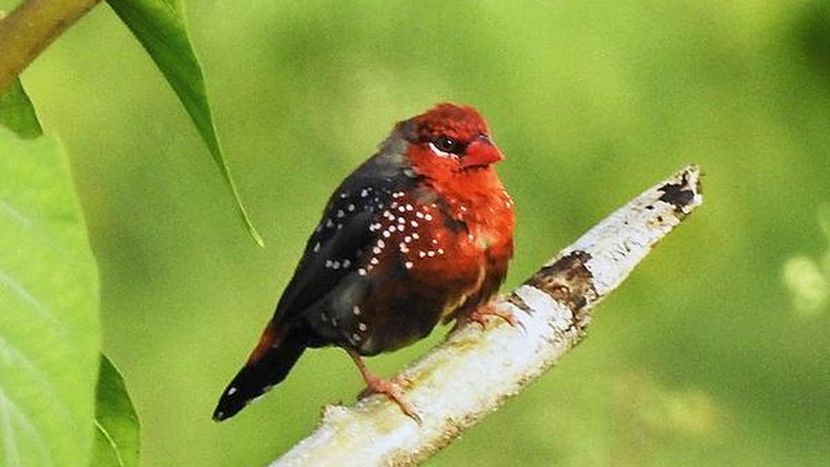 Bird enthusiasts to identify more wetlands for waterbird survey - The Hindu