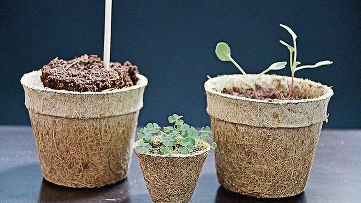 Eco-friendly grow kits - The Hindu