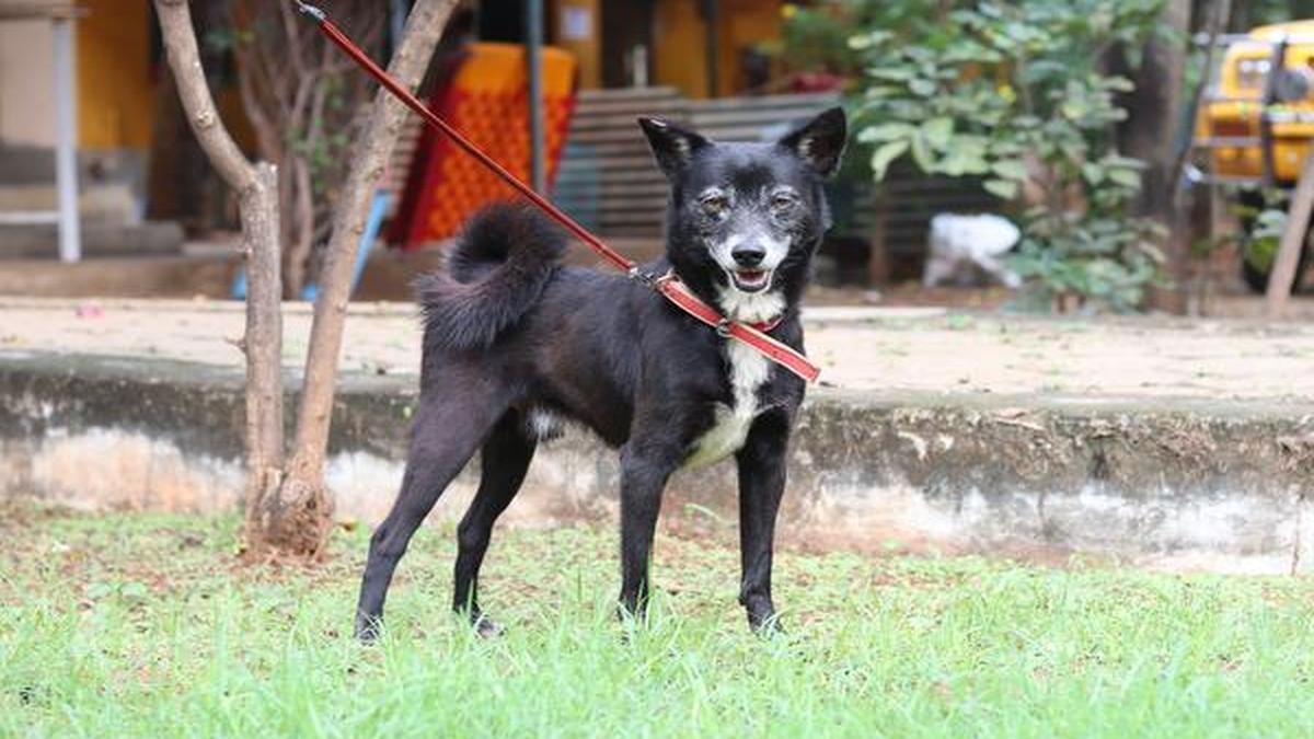 Petpals: Dogs for adoption in Coimbatore - The Hindu