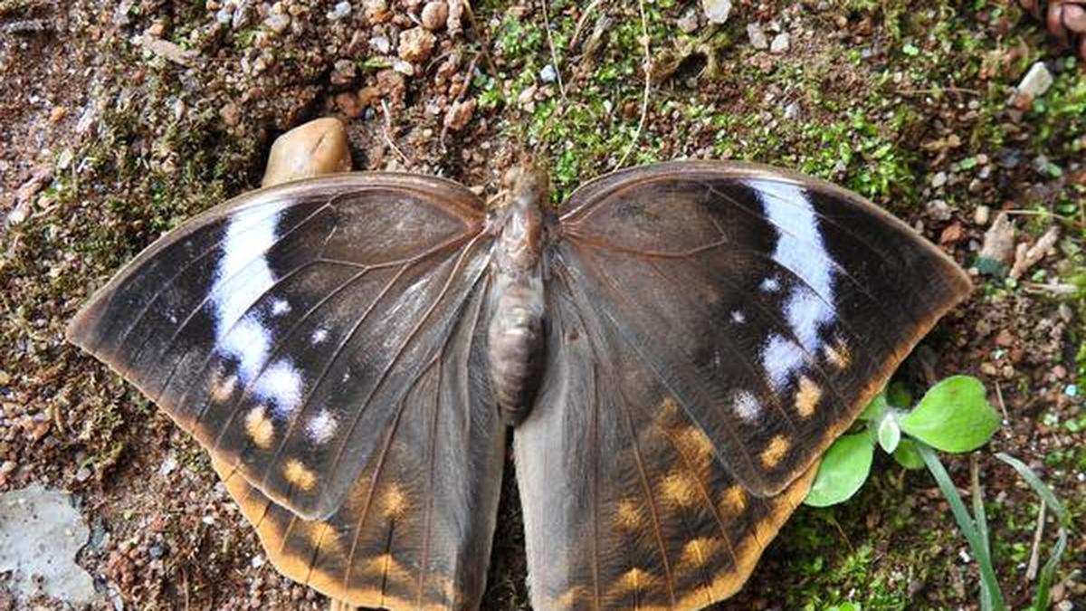 Southern duffer butterfly recorded in Upper Nilgiris slopes after over ...
