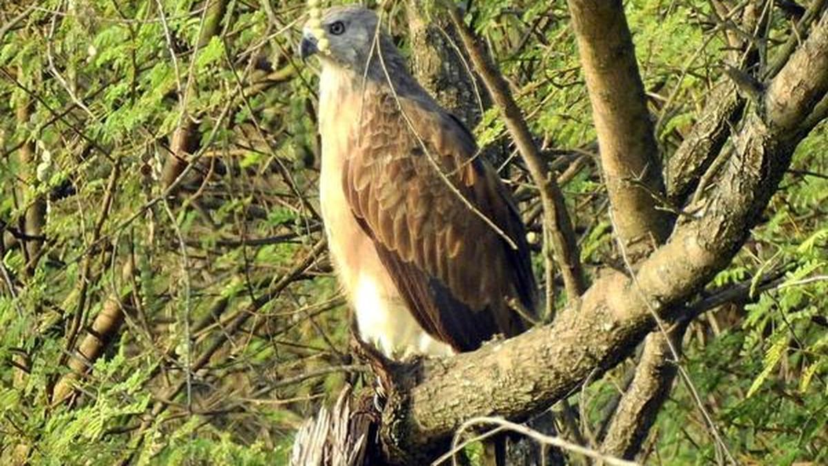 Lesser fish-eagle, tufted duck spotted in Coimbatore tank - The Hindu