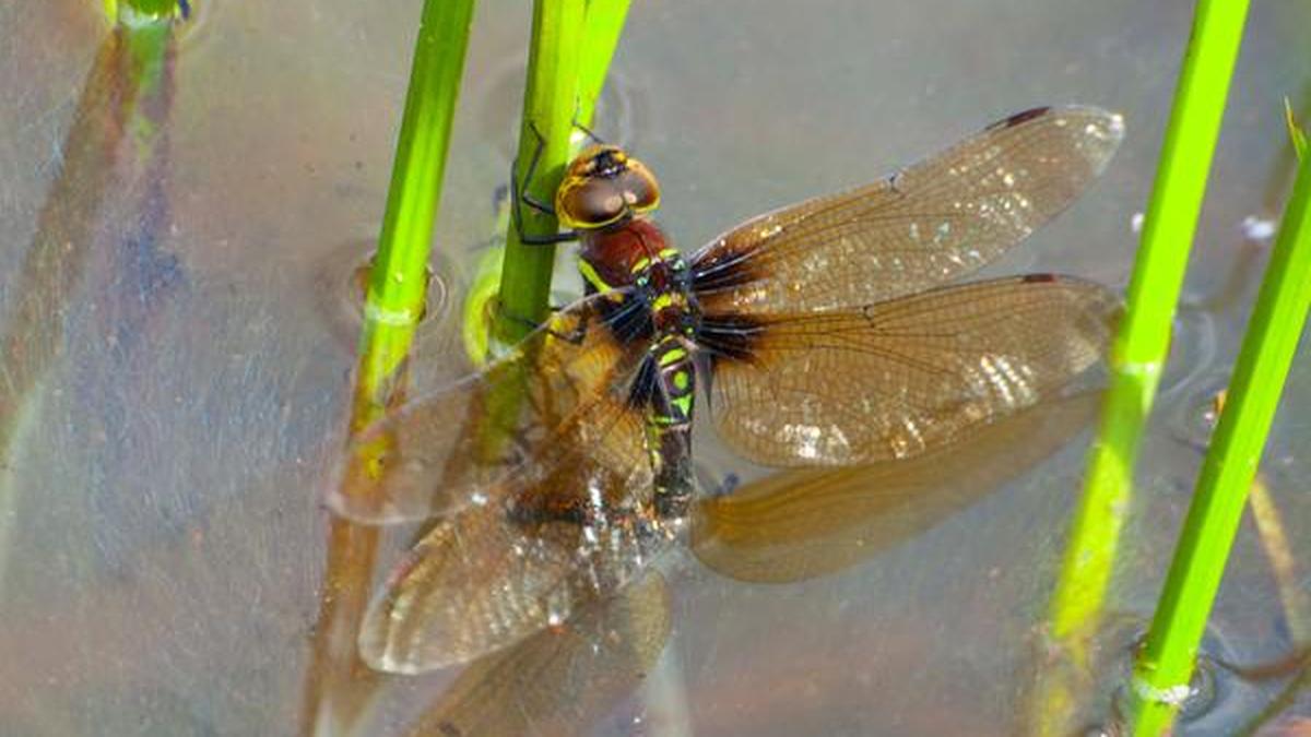 Rare dragonfly ‘rediscovered’ after 87 years - The Hindu