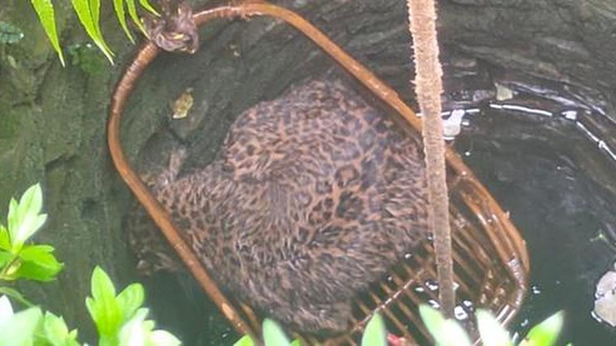 Leopard rescued from well in Kotagiri - The Hindu