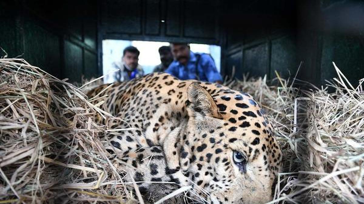 Injured leopard shows signs of recovery, a week after its rescue - The ...