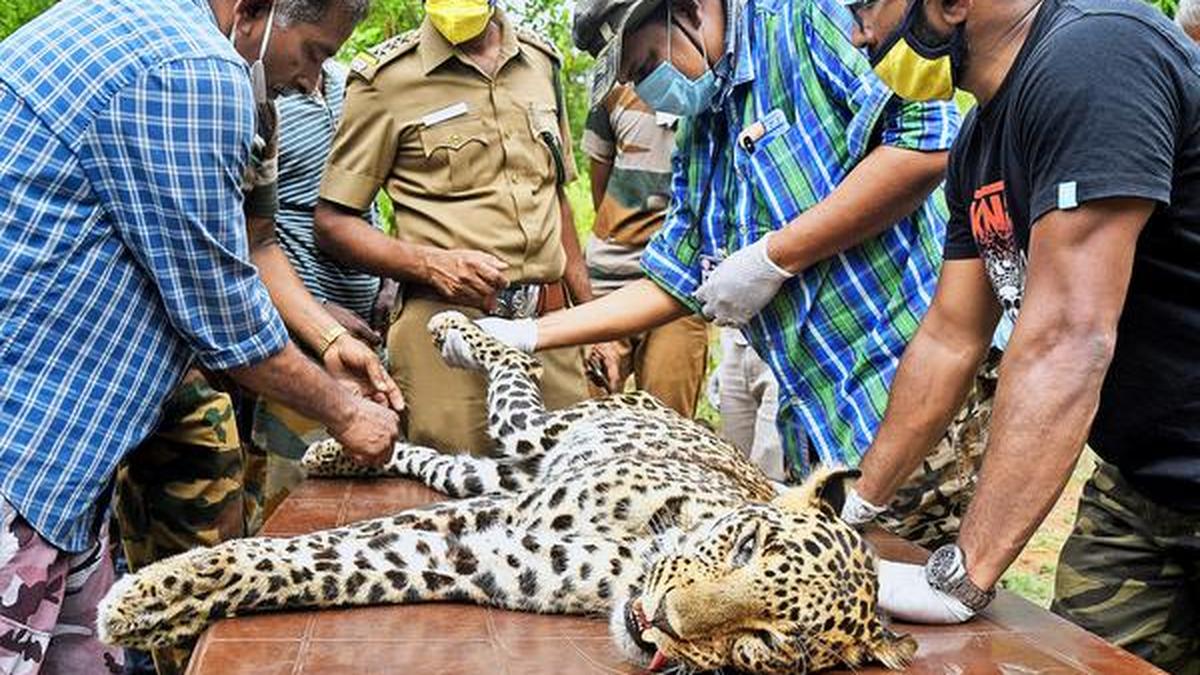 Leopard trapped in barbed wire fence rescued - The Hindu