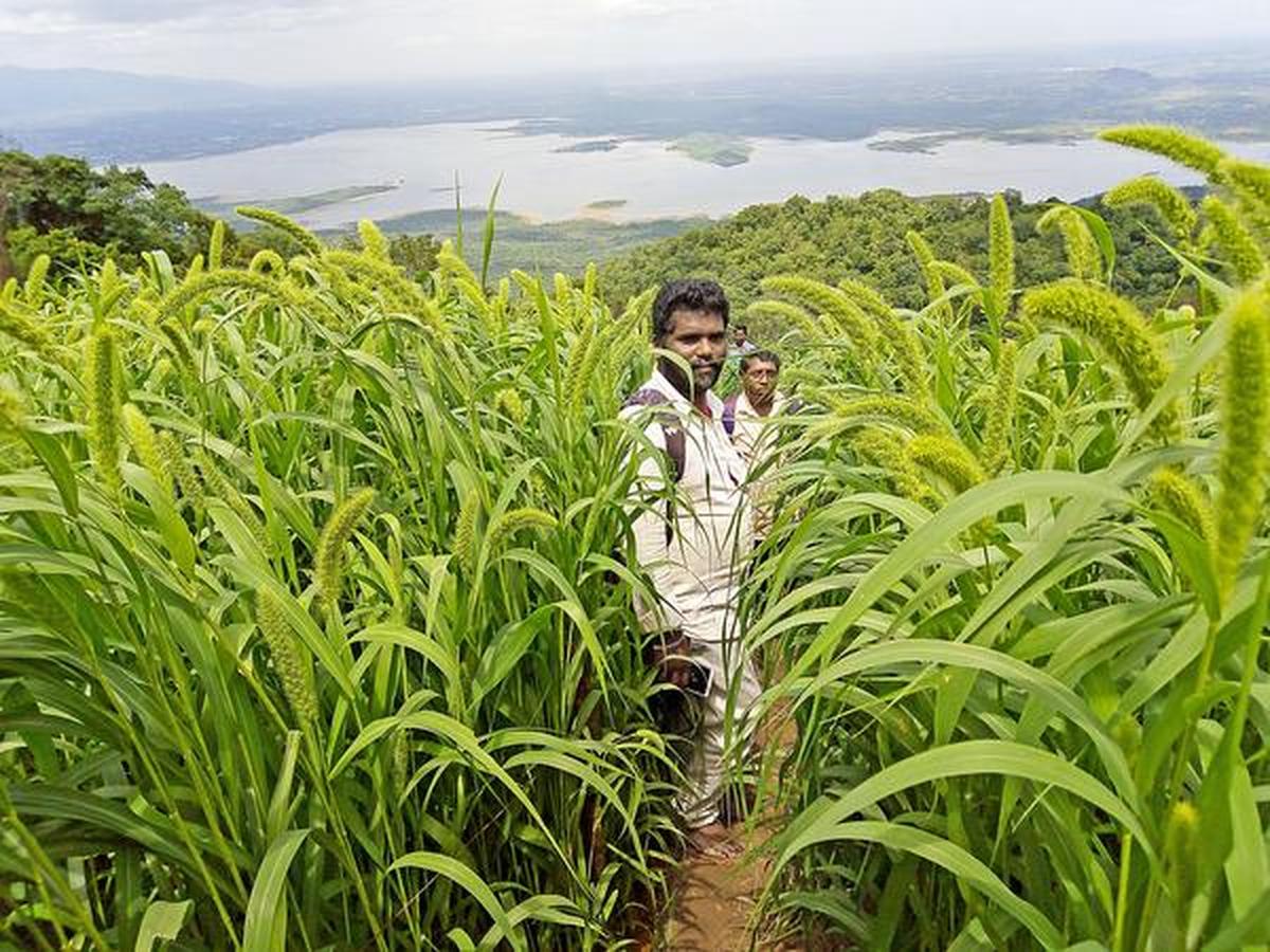 Tribal communities turn to millet farming - The Hindu