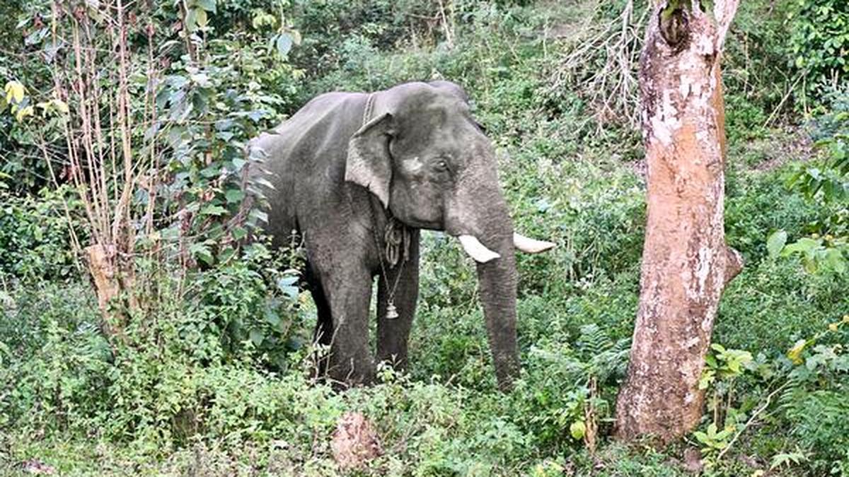 Kumkis deployed in Gudalur to trace wild elephant - The Hindu