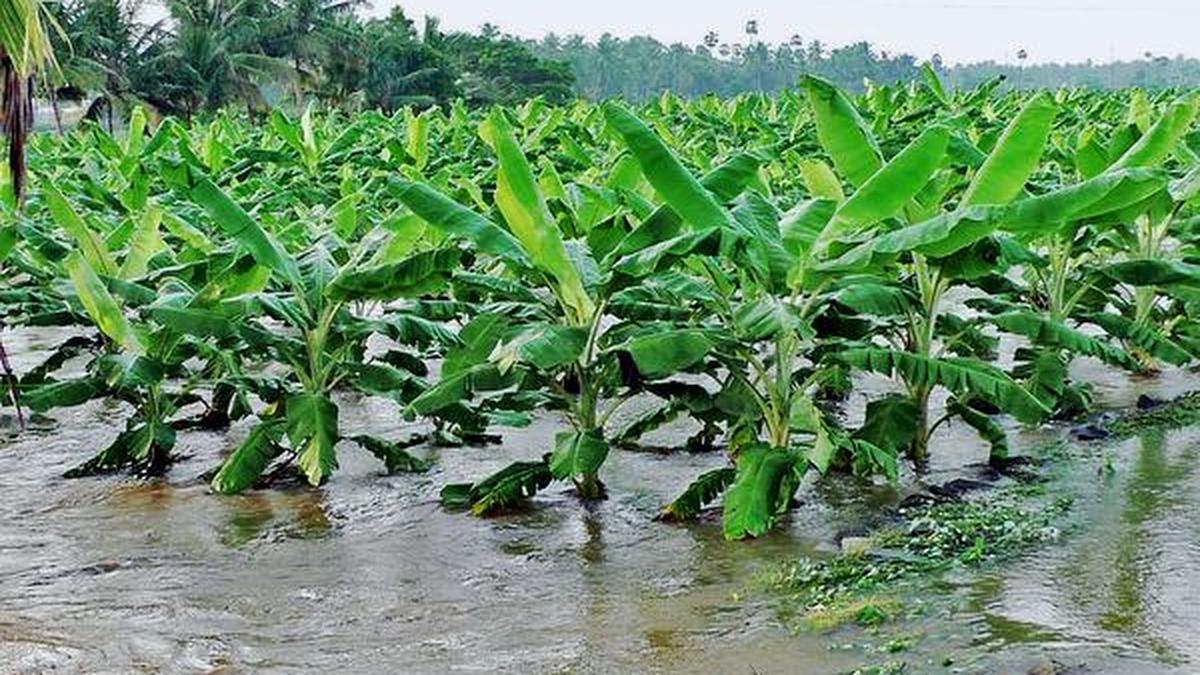 Heavy rain inundates standing crops on over 1,100 acre in Erode - The Hindu