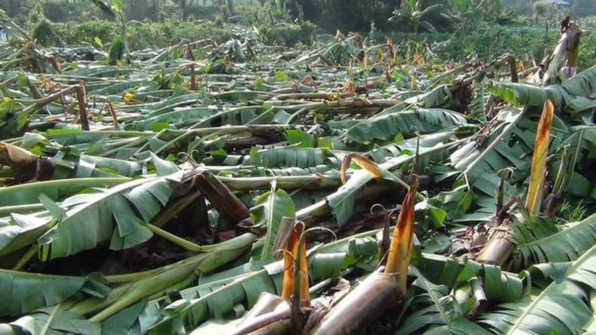 Strong winds, heavy rain damage crops in Gudalur - The Hindu