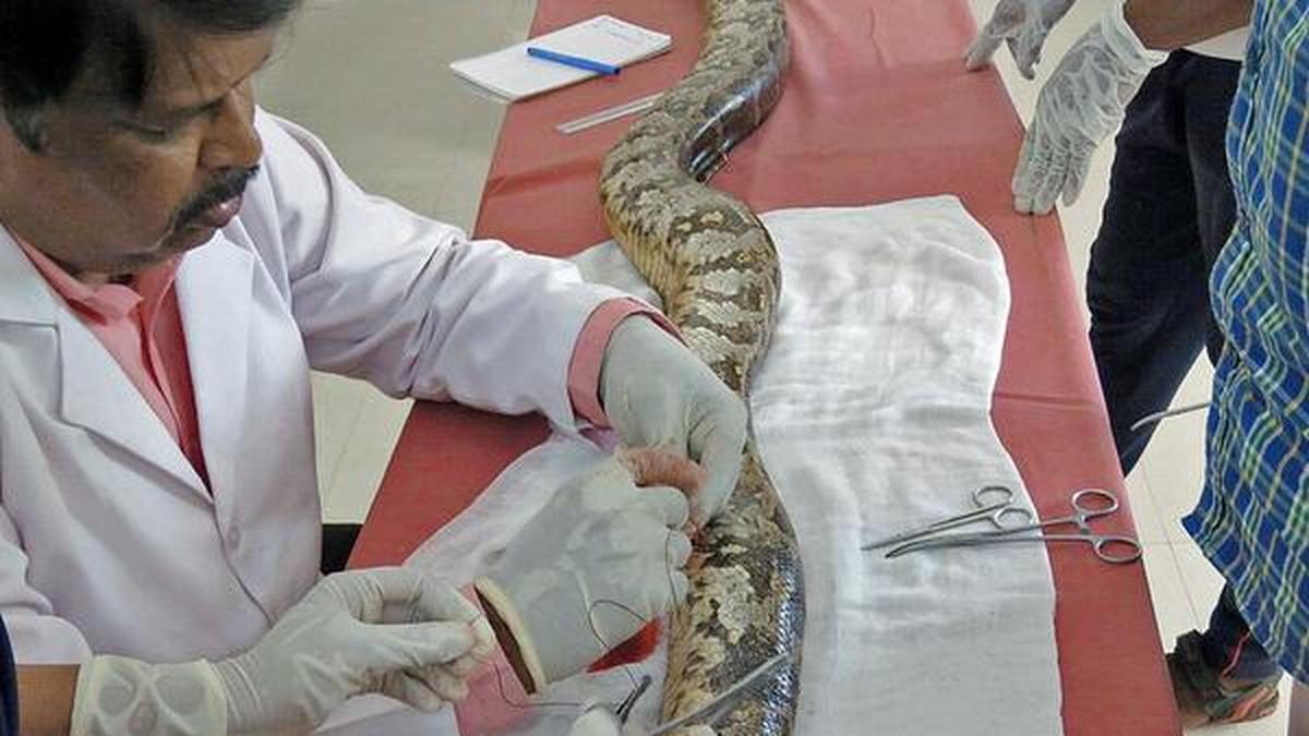 An improved surgical implantation method for radio tracking pythons ...