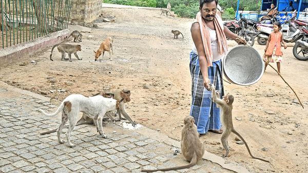 Fishmonger feeds starving monkeys at Hogenakkal - The Hindu