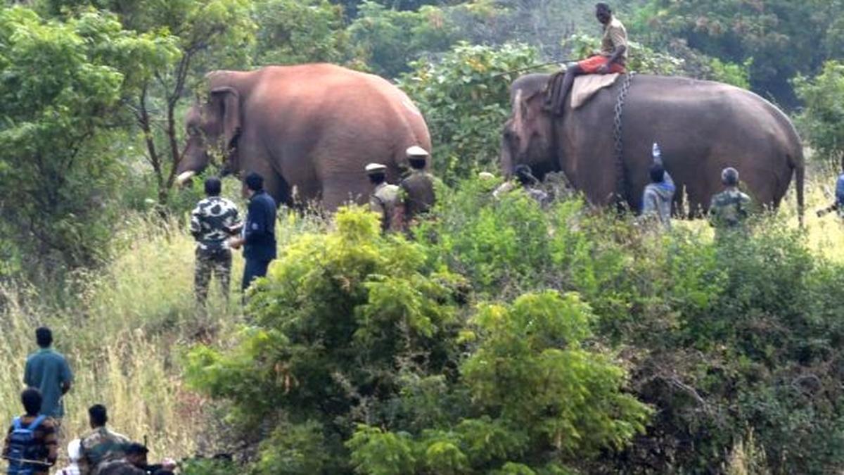 Wild elephant tranquilised in Thadagam Valley - The Hindu