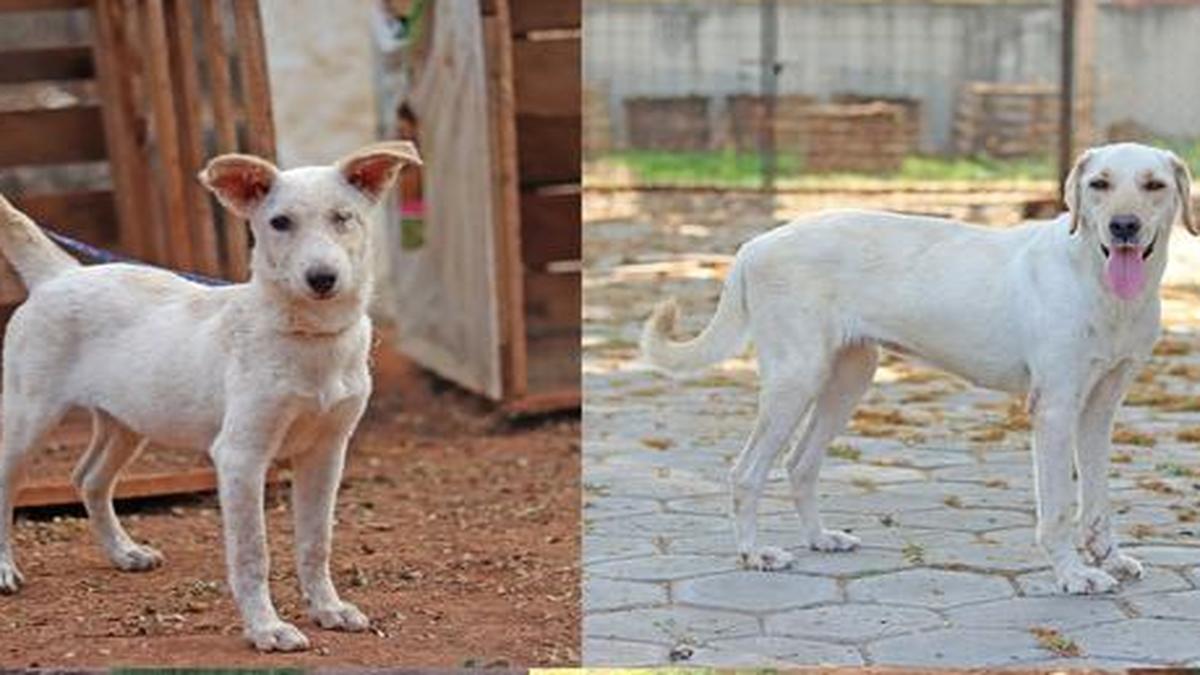 Pets ready for adoption in Coimbatore - The Hindu