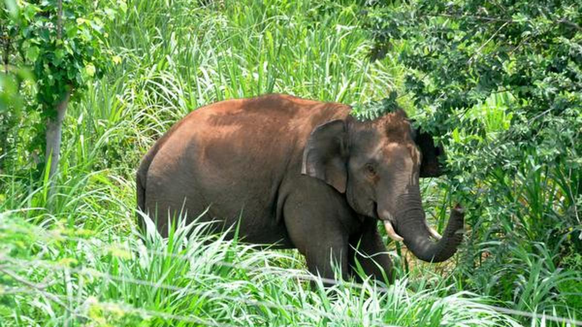 Coimbatore Forest Division saw over 1,500 incidents of elephants ...