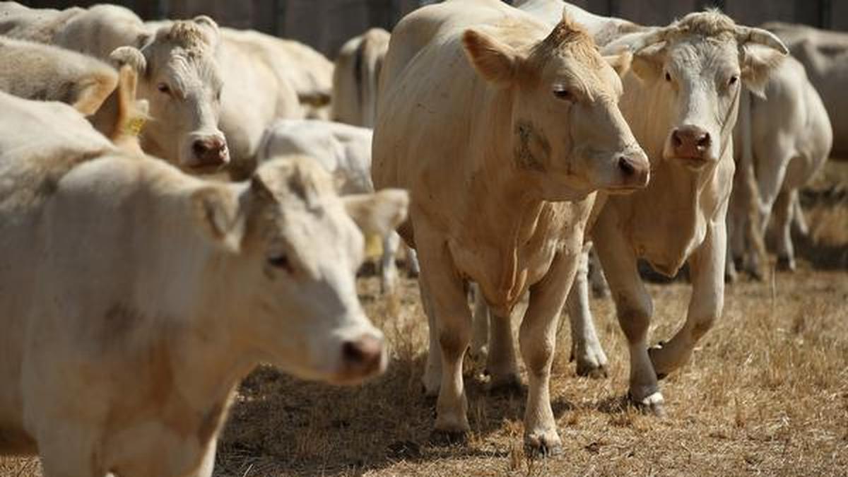 2 men involved in cow slaughtering held in Delhi - The Hindu