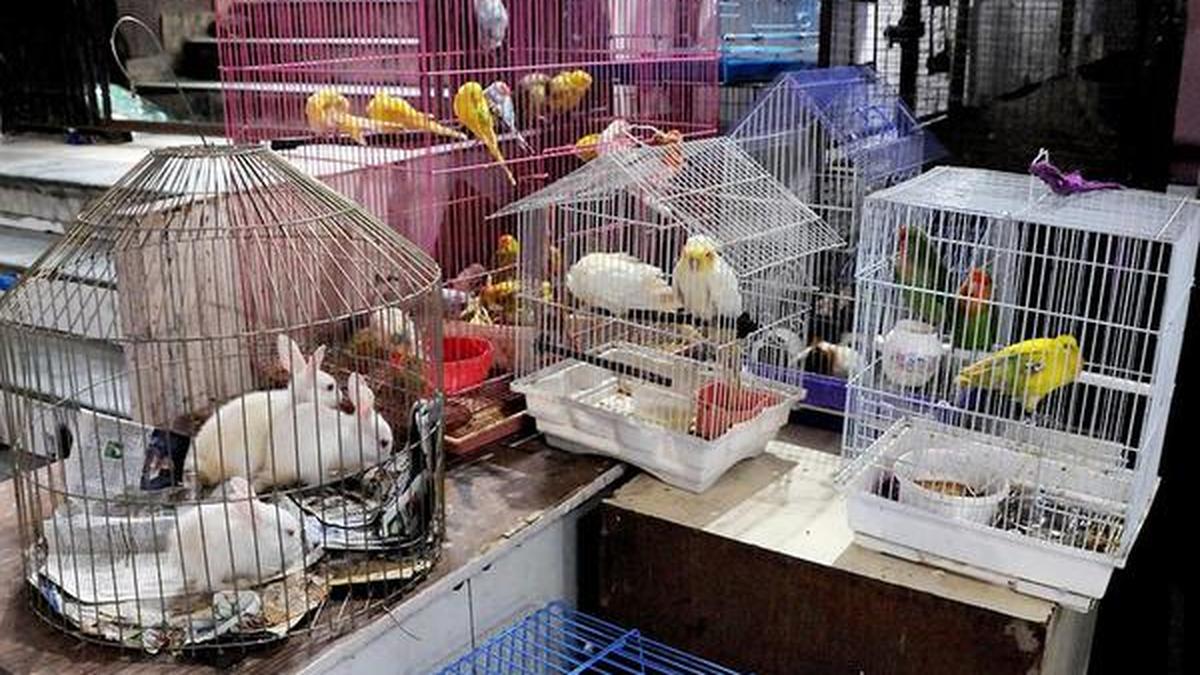 Pet shops in Capital: cramped spaces, unhygienic conditions - The Hindu