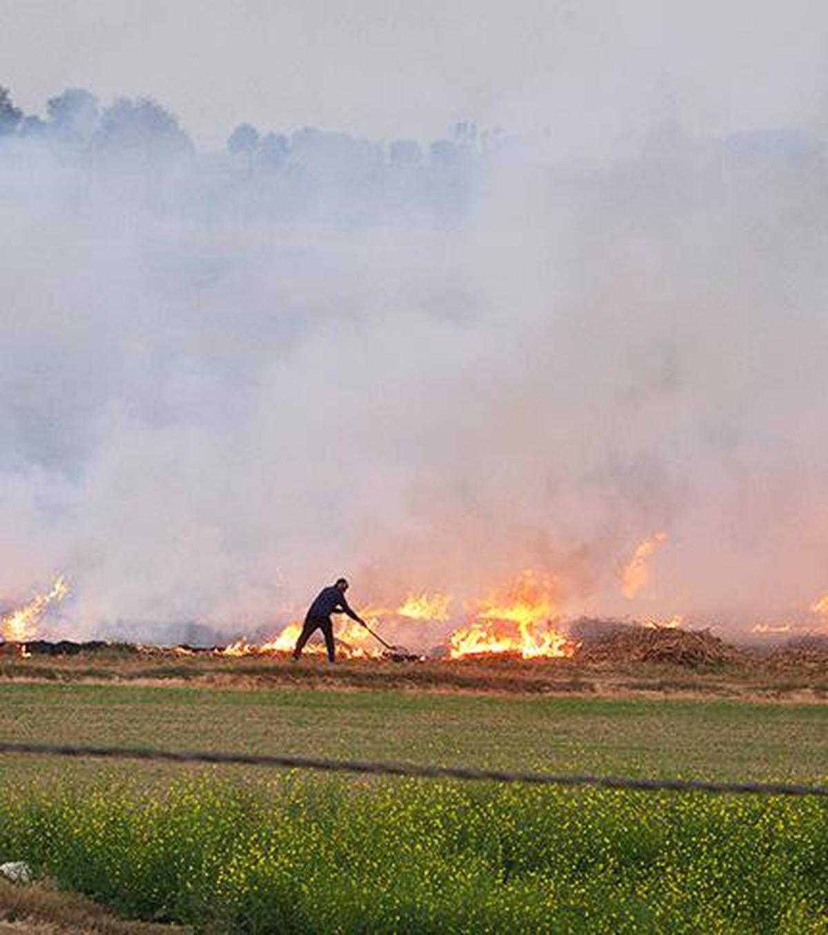 ‘Need viable alternatives to stubble burning’ - The Hindu