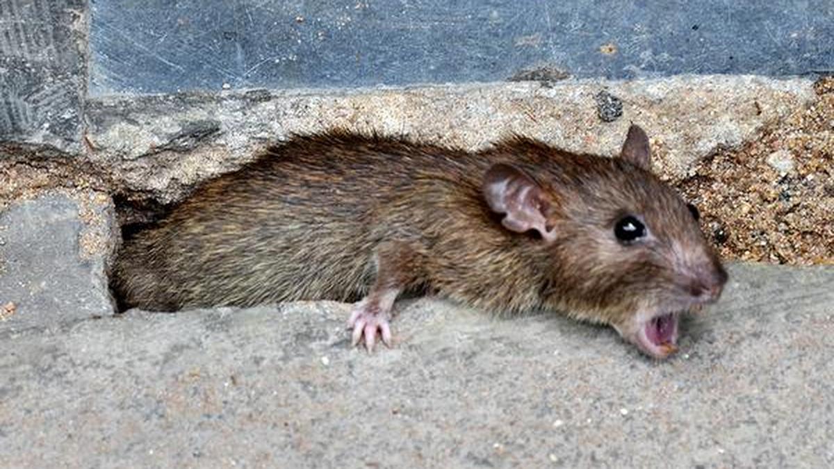 ‘Rats blamed for missing drugs in malkhanas’ - The Hindu