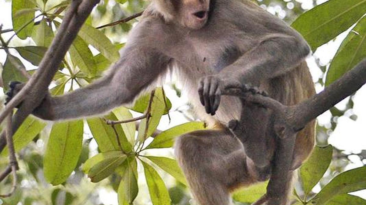 Odisha forest staff learn how to trap monkeys from Mankidia tribesmen ...