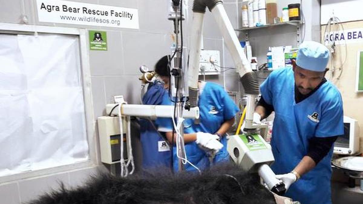 Root canal surgery performed on rescued sloth bear - The Hindu