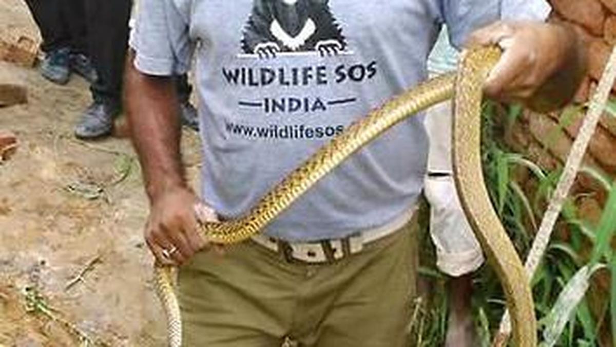 2 snakes rescued from Gurugram - The Hindu