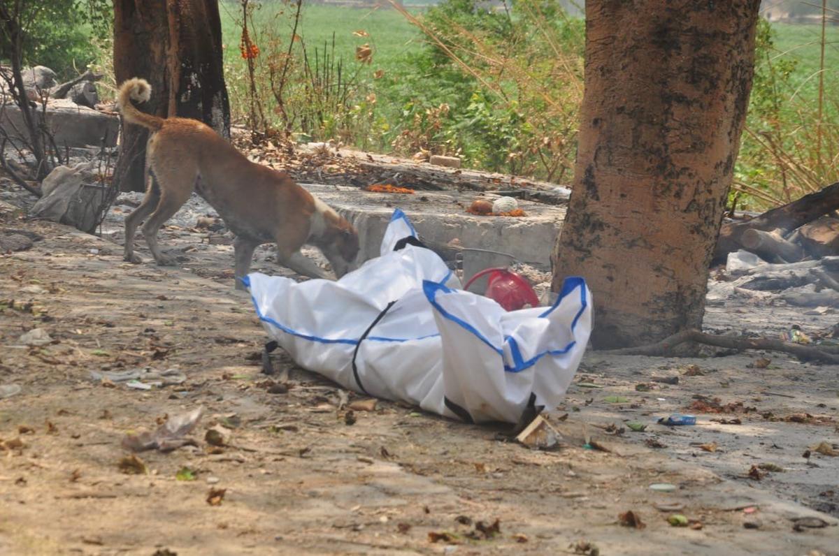 Do Dogs Eat Dead Puppies