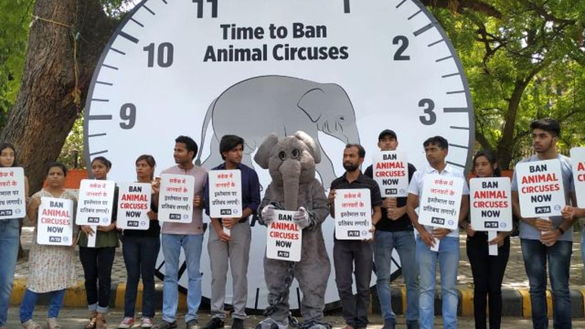 Peta activists stage protest against circuses, BJP national office ...