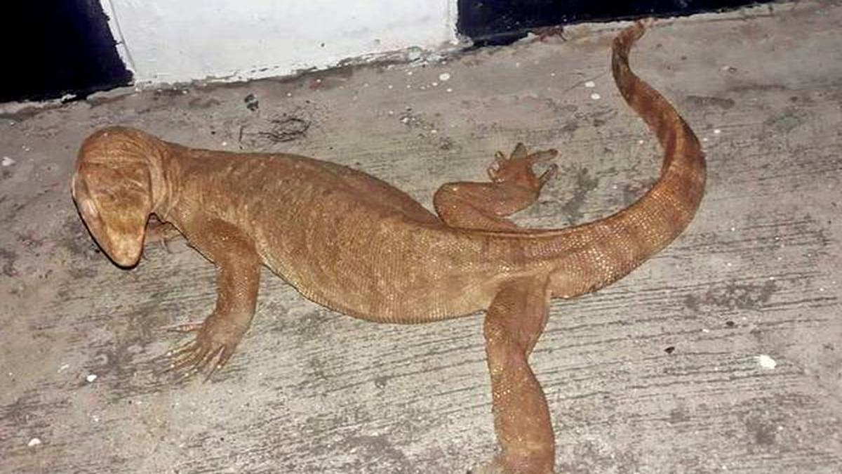 Monitor lizard rescued, under treatment for eye injury - The Hindu