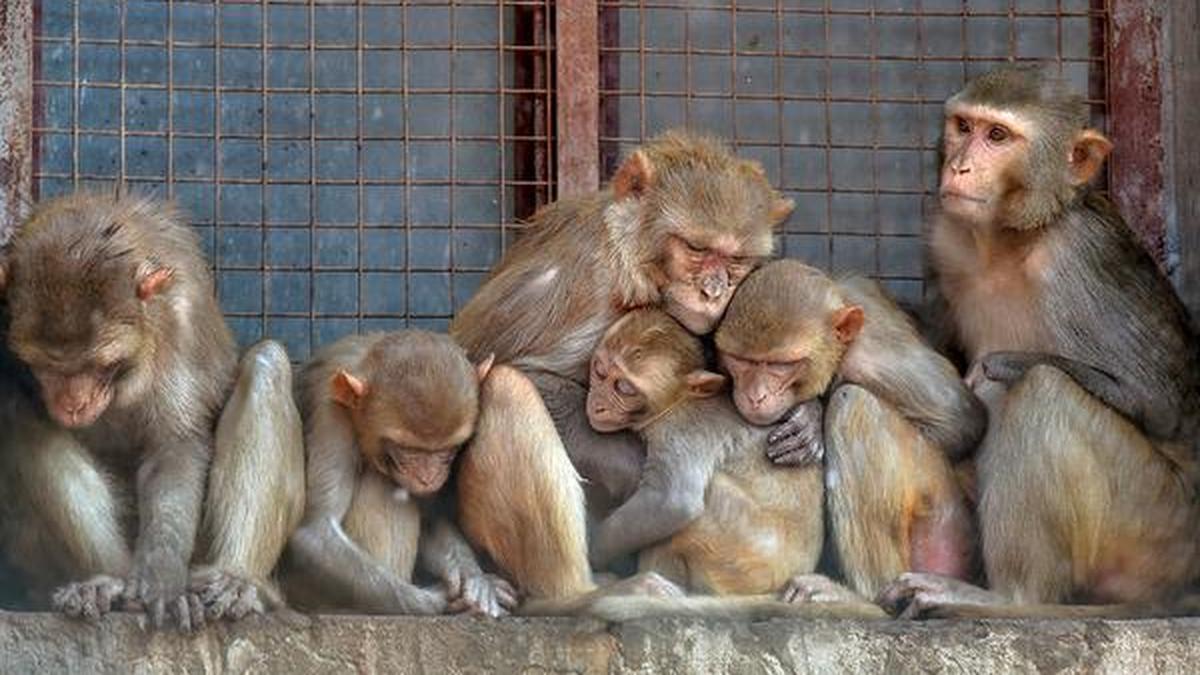 ‘Civic bodies failed to find any monkey catcher’ - The Hindu