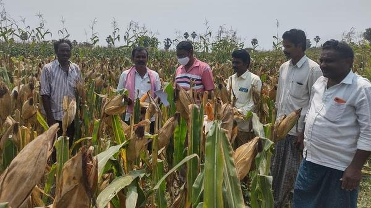 TS farmers achieve record maize yield - The Hindu