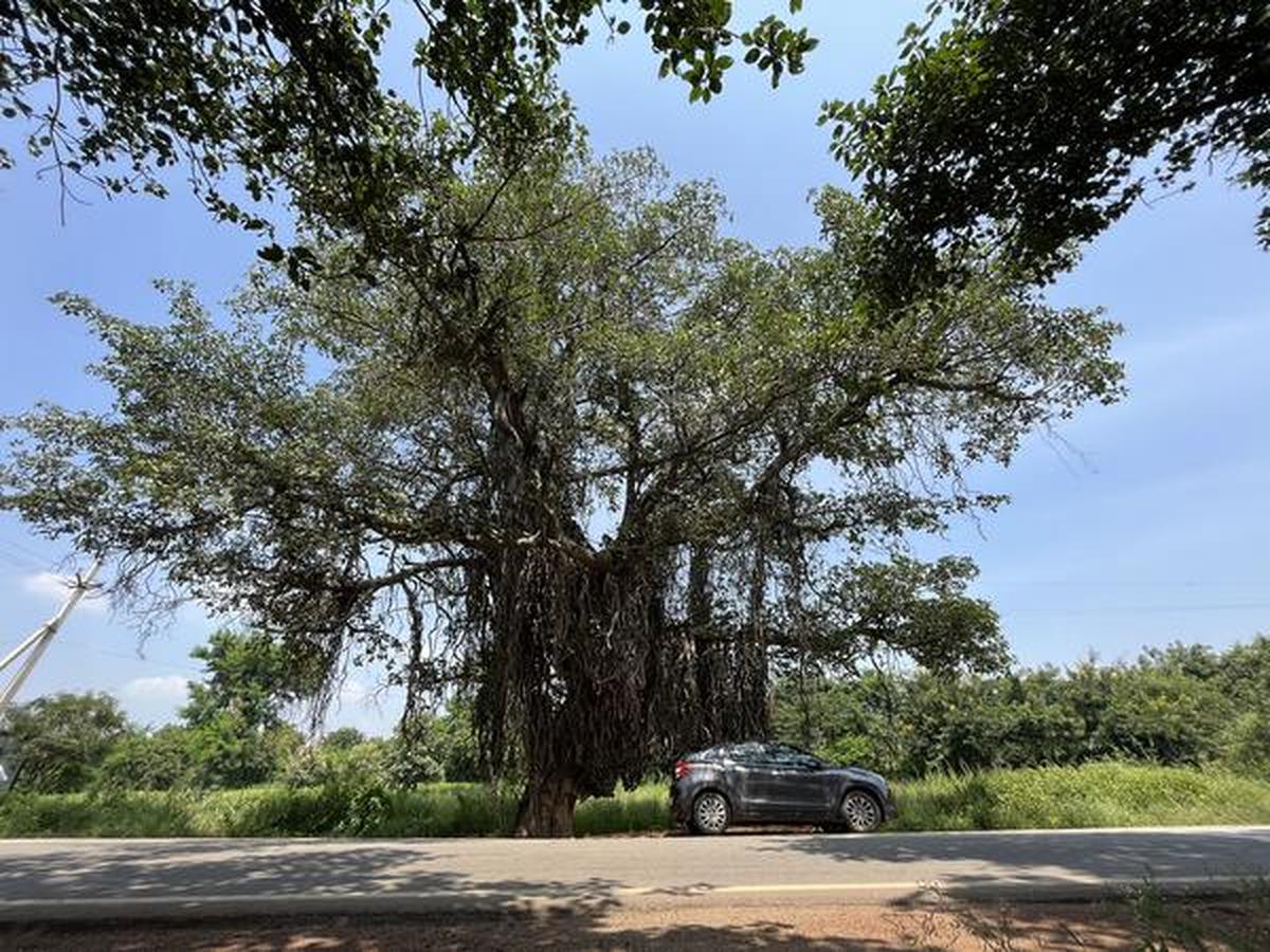 Cry, the beloved mighty banyans of Chevella - The Hindu