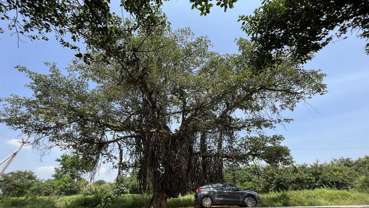 Cry, the beloved mighty banyans of Chevella - The Hindu