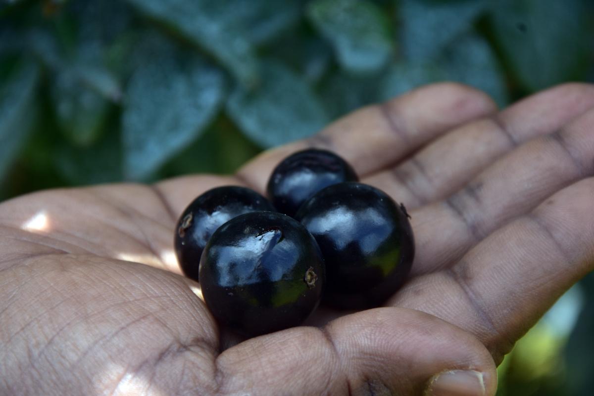 How cultivation of non-native fruits is giving exceptional returns in ...