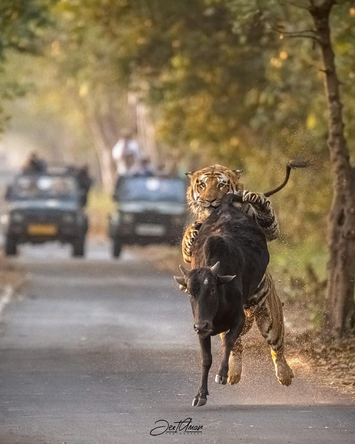Hyderabad wildlife photographer captures rare moment from UP tiger ...
