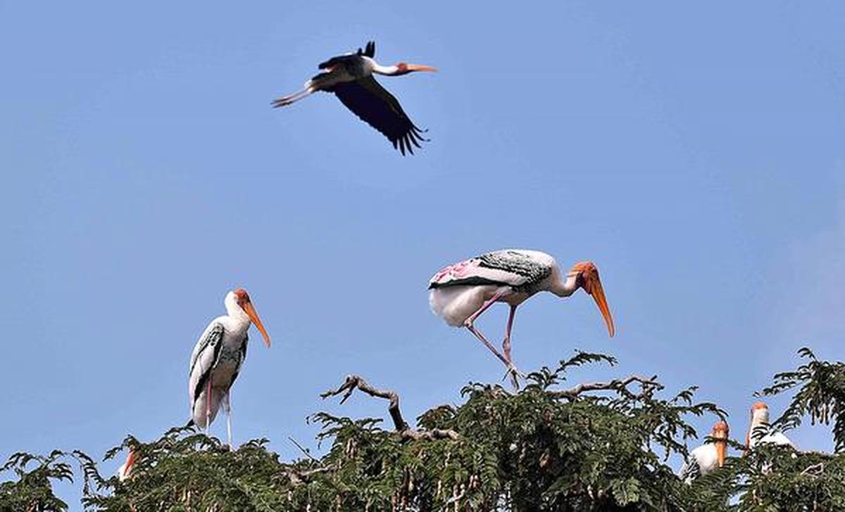 Turning Chintapalli into a bird haven - The Hindu