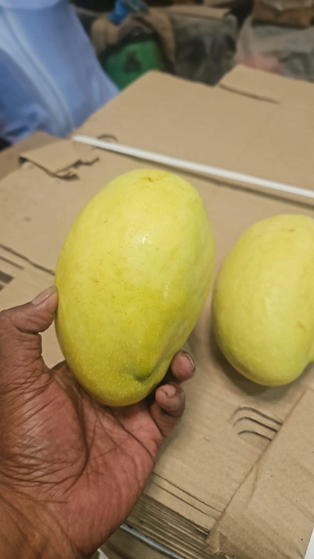 ₹2.5 fruit bags protects mangoes from pesticides, insects and makes ...