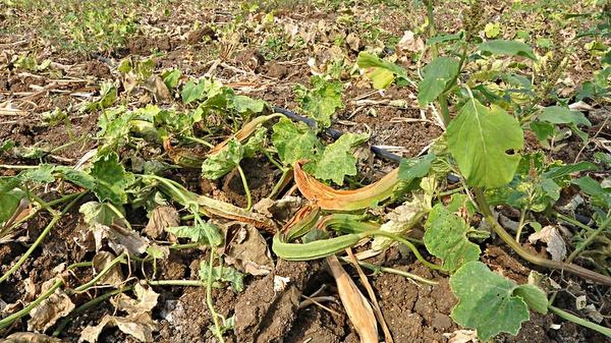 Wilting vegetables leave farmers high and dry - The Hindu