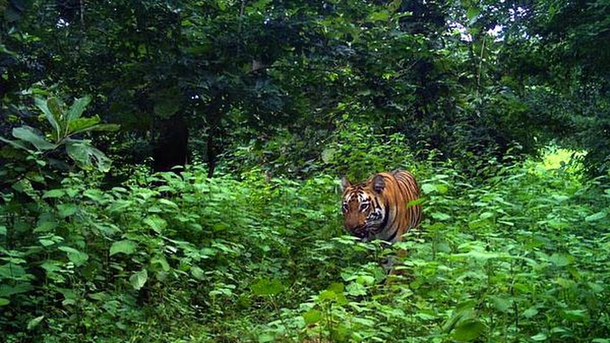 Invasive weeds threatening tiger habitats in Adilabad - The Hindu