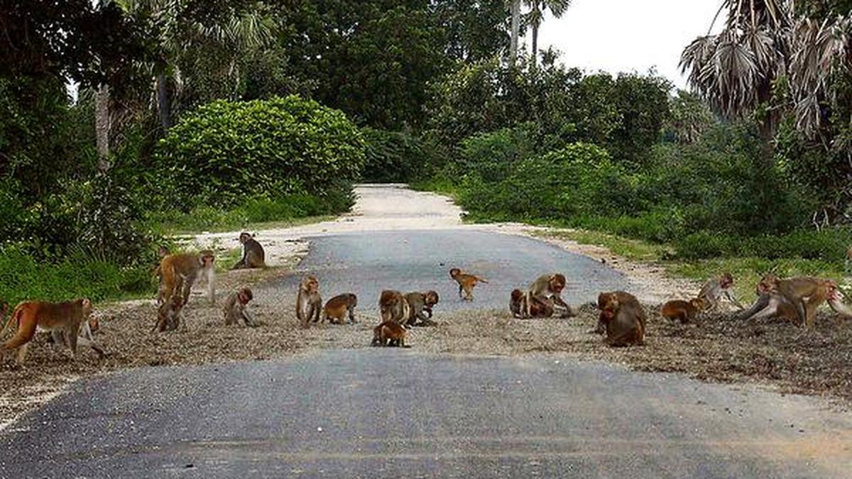 Monkey menace gets worse - The Hindu