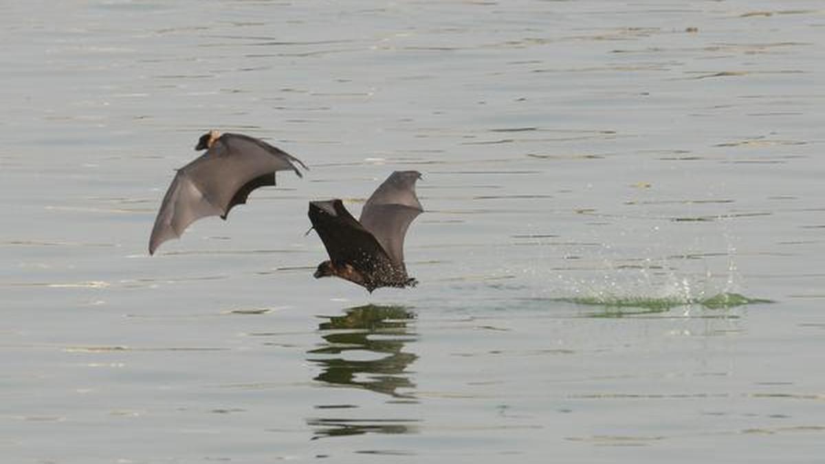 Bats belly-bath in Hussainsagar during mid-day heat - The Hindu