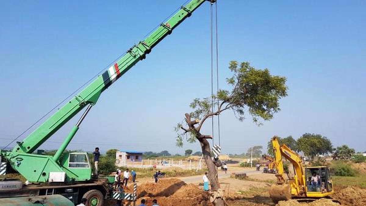 Vata Foundation comes to the rescue of trees again - The Hindu