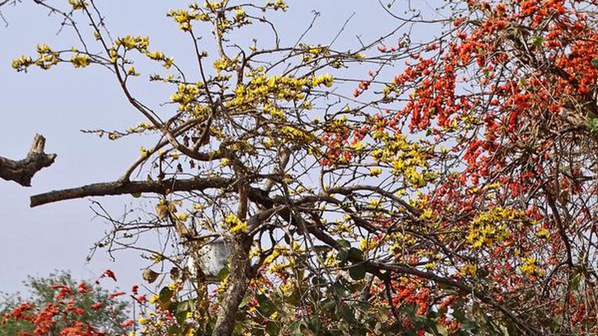 Yellow Butea graces Adilabad with its presence - The Hindu